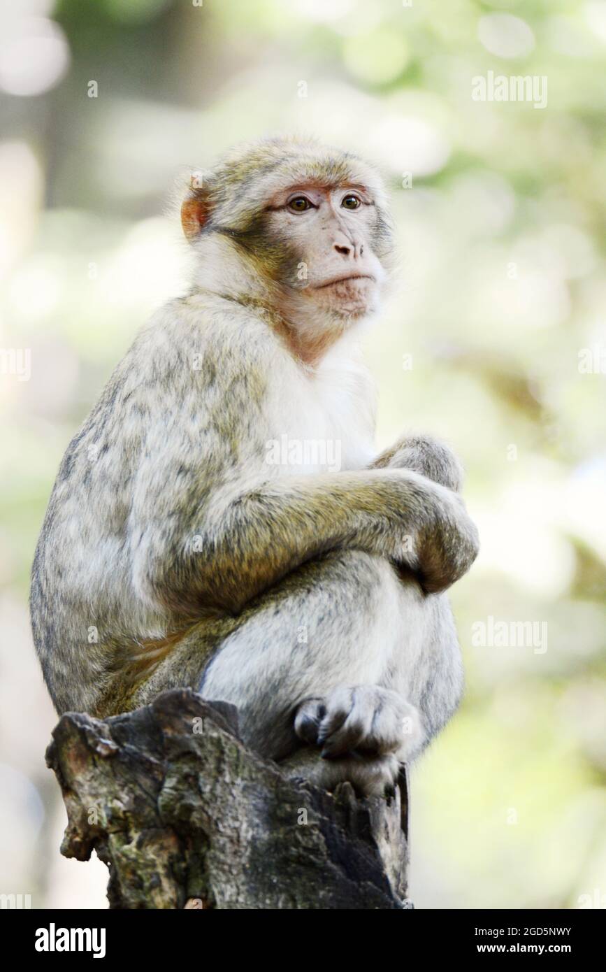 Barbary macaques, wildlife Stock Photo - Alamy