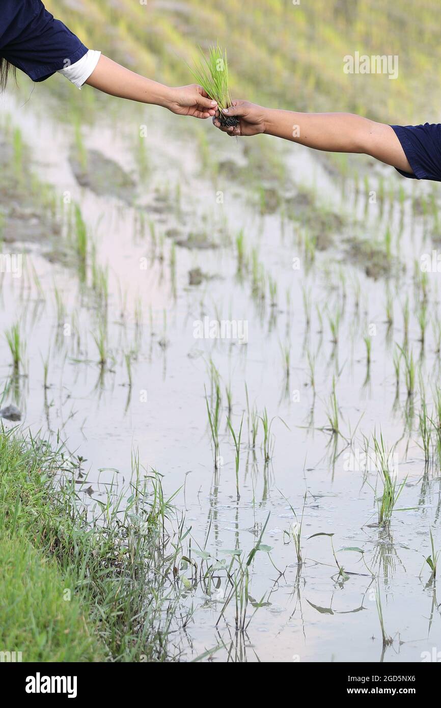 Farmer rice planting on water Stock Photo - Alamy