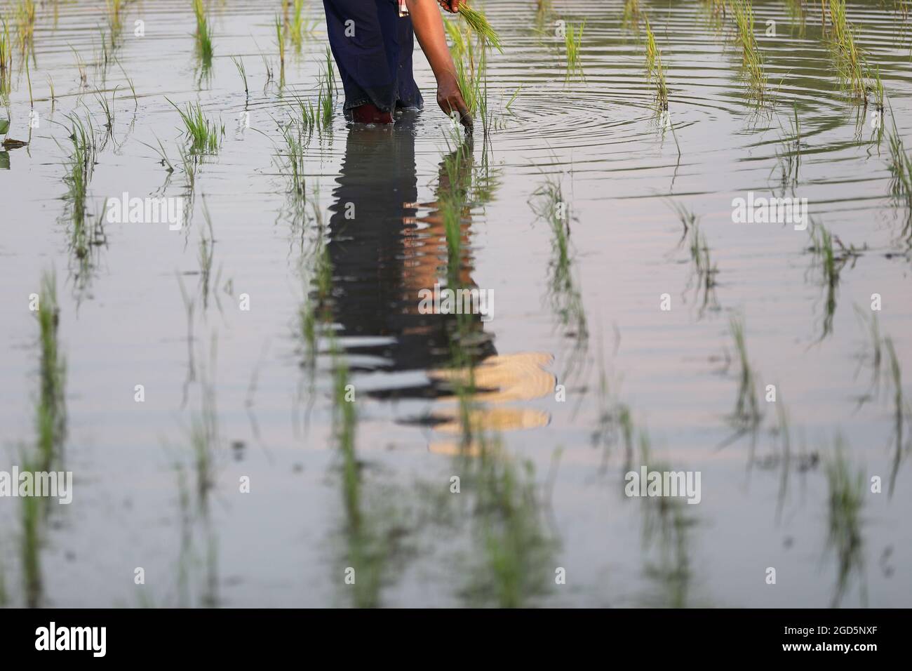 Farmer rice planting on water Stock Photo - Alamy