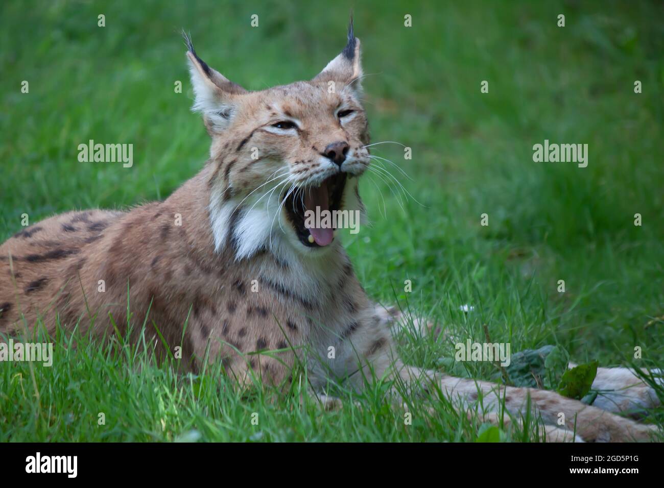 Closeup lynx lying on hi-res stock photography and images - Alamy
