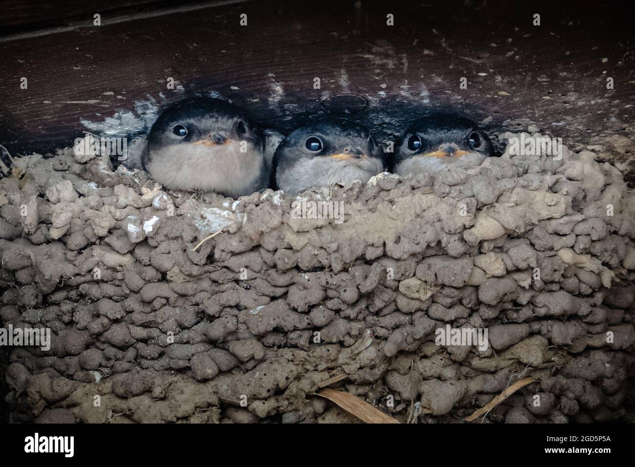 Younglings hi-res stock photography and images - Alamy