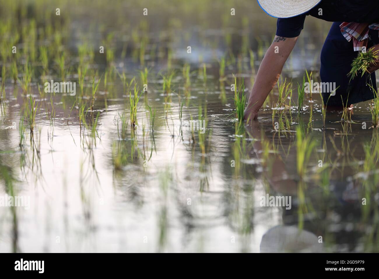 Farmer rice planting on water Stock Photo - Alamy