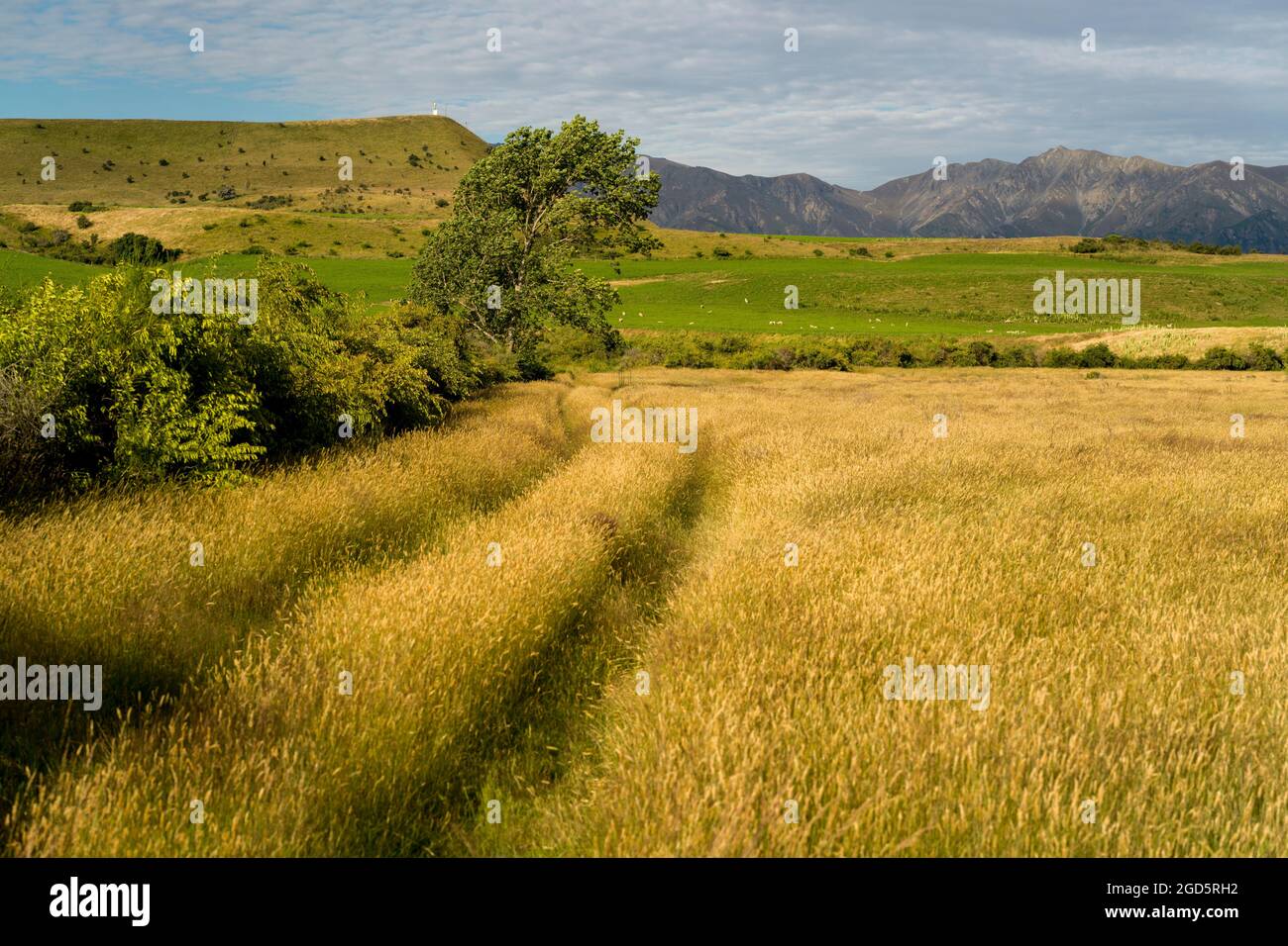 Albert town new zealand hi-res stock photography and images - Alamy