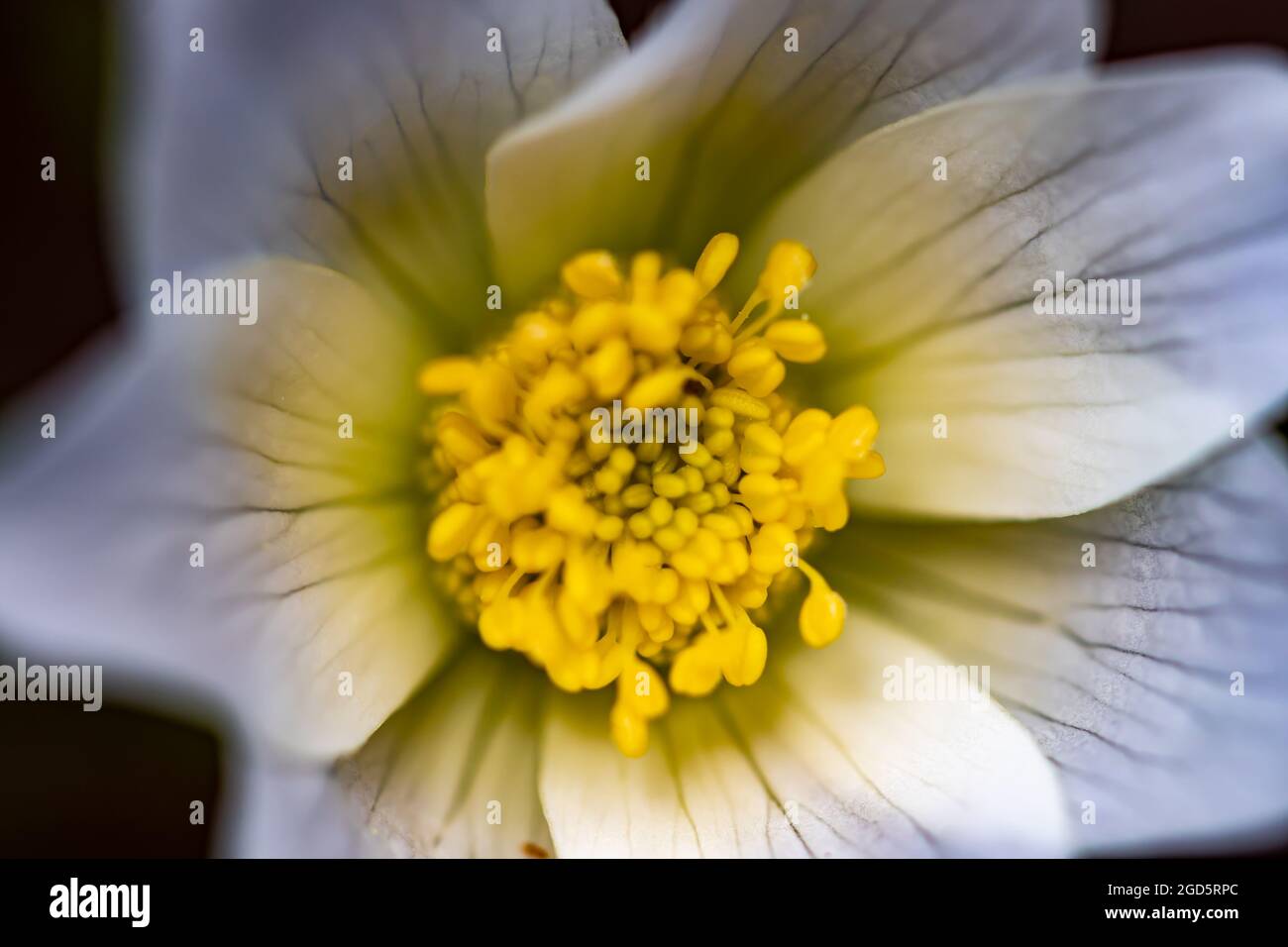 Pulsatilla alpina growing in mountains, macro Stock Photo - Alamy