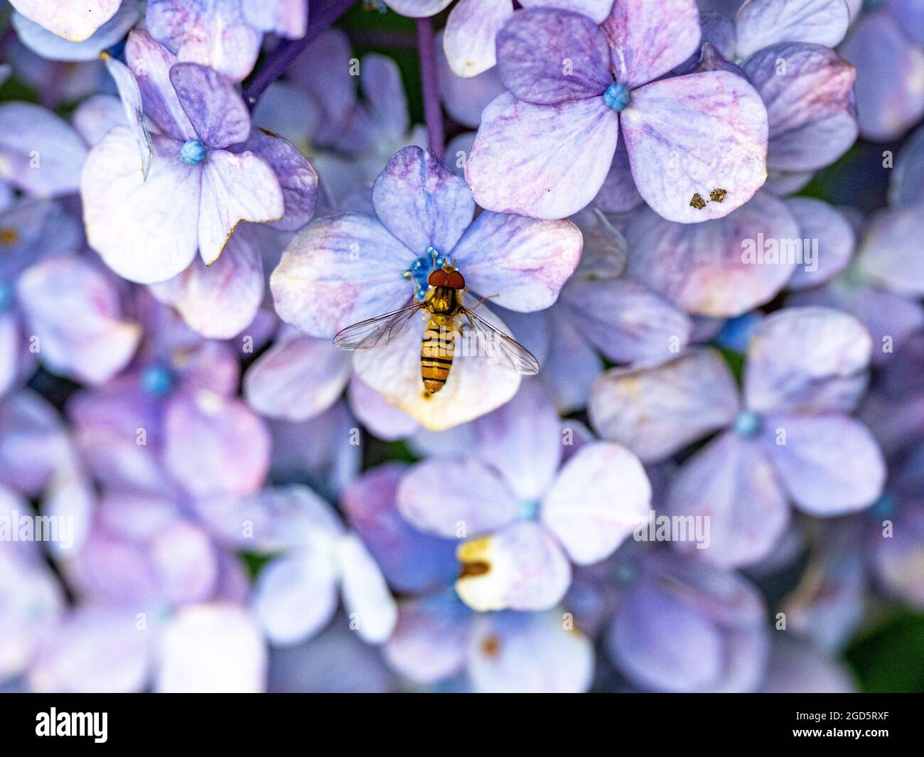 Closeup shot of a hoverfly on a beautiful purple hydrangeas Stock Photo ...