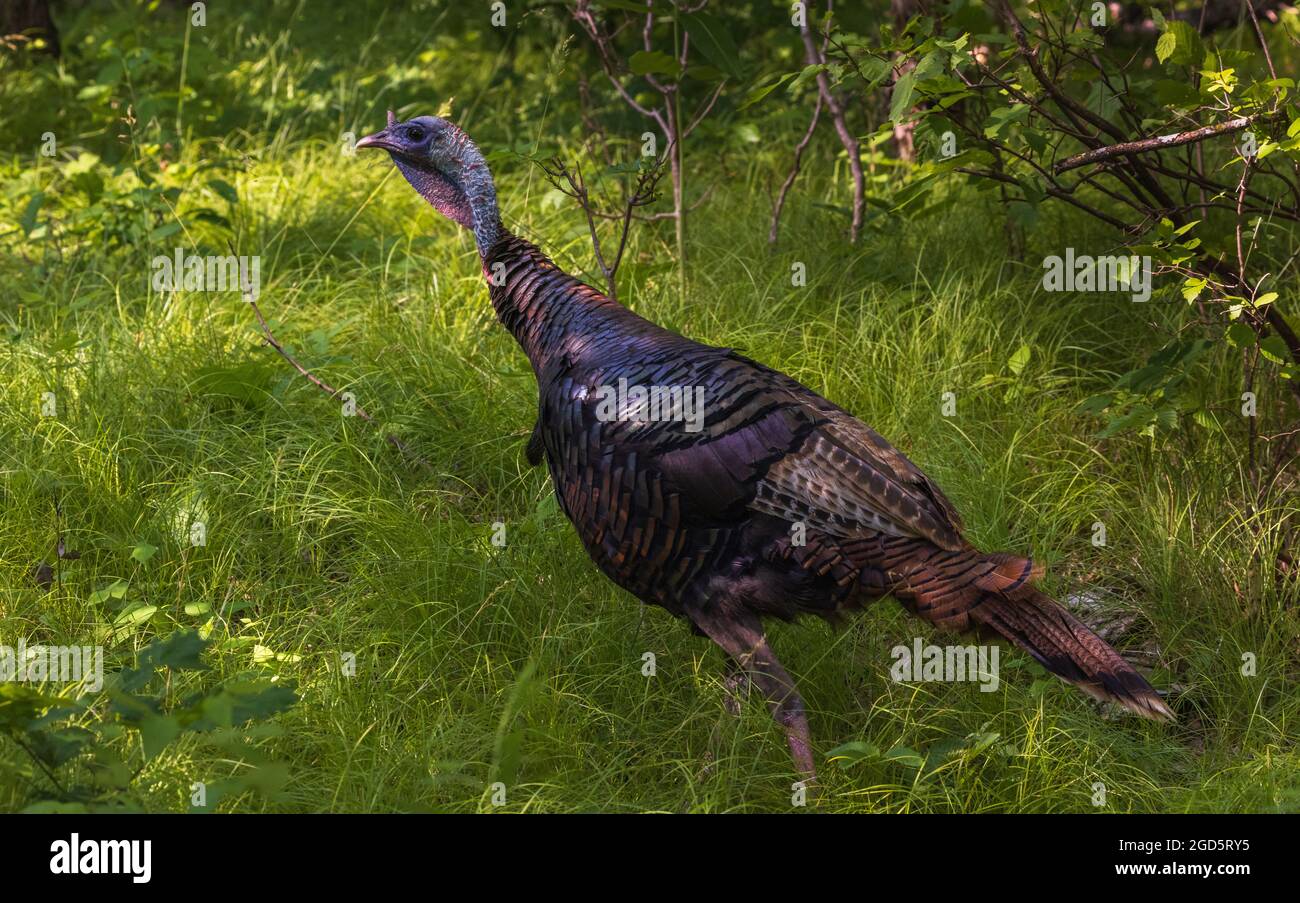 Jake wild turkey in northern Wisconsin Stock Photo - Alamy
