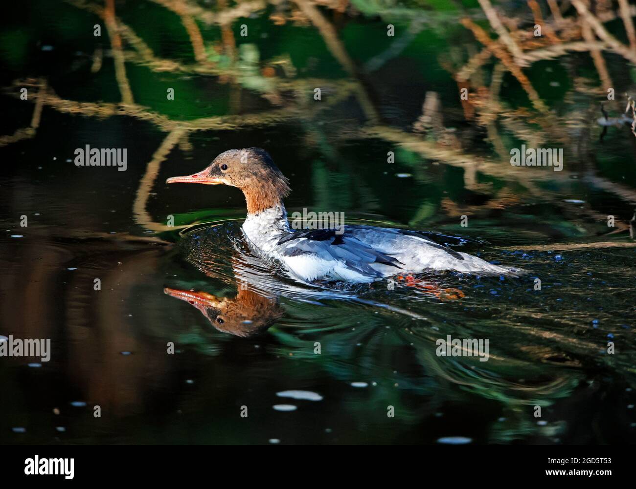 Female juvenile goosander swimming down stream Stock Photo - Alamy
