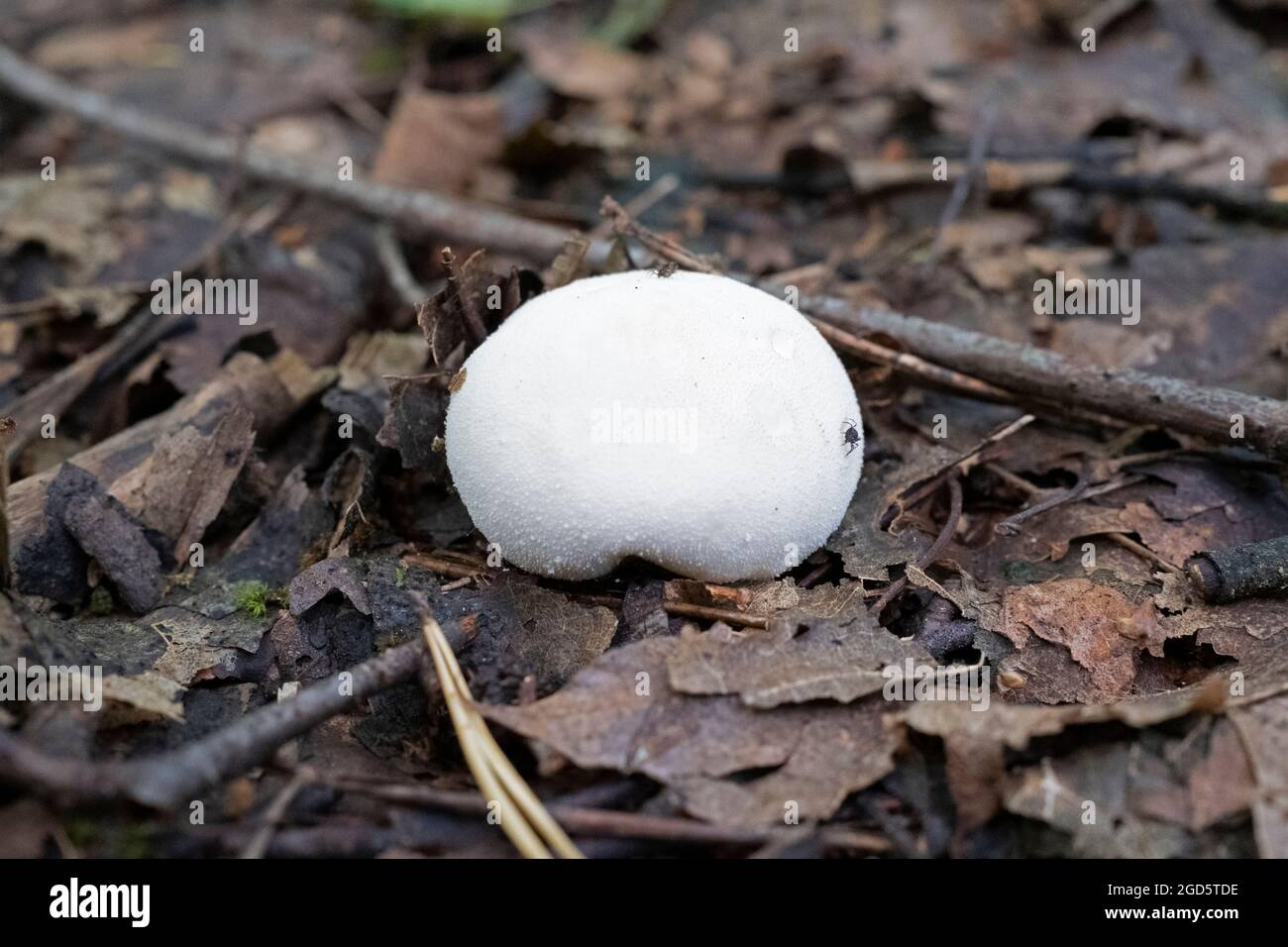 White coloured fungi hi-res stock photography and images - Alamy