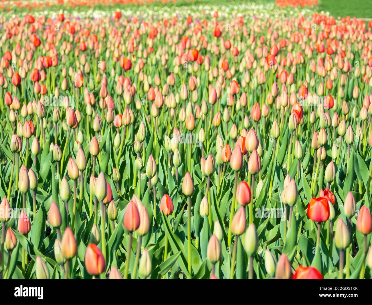 Ready to open tulips with red buds, soft focus Stock Photo - Alamy