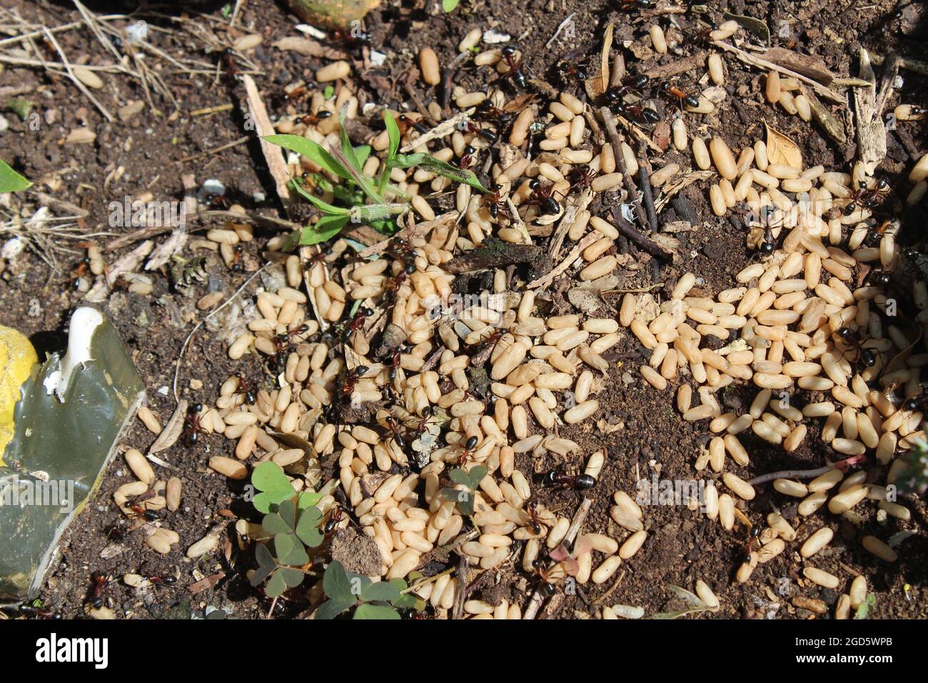 blood-red ants and their ant eggs Stock Photo - Alamy