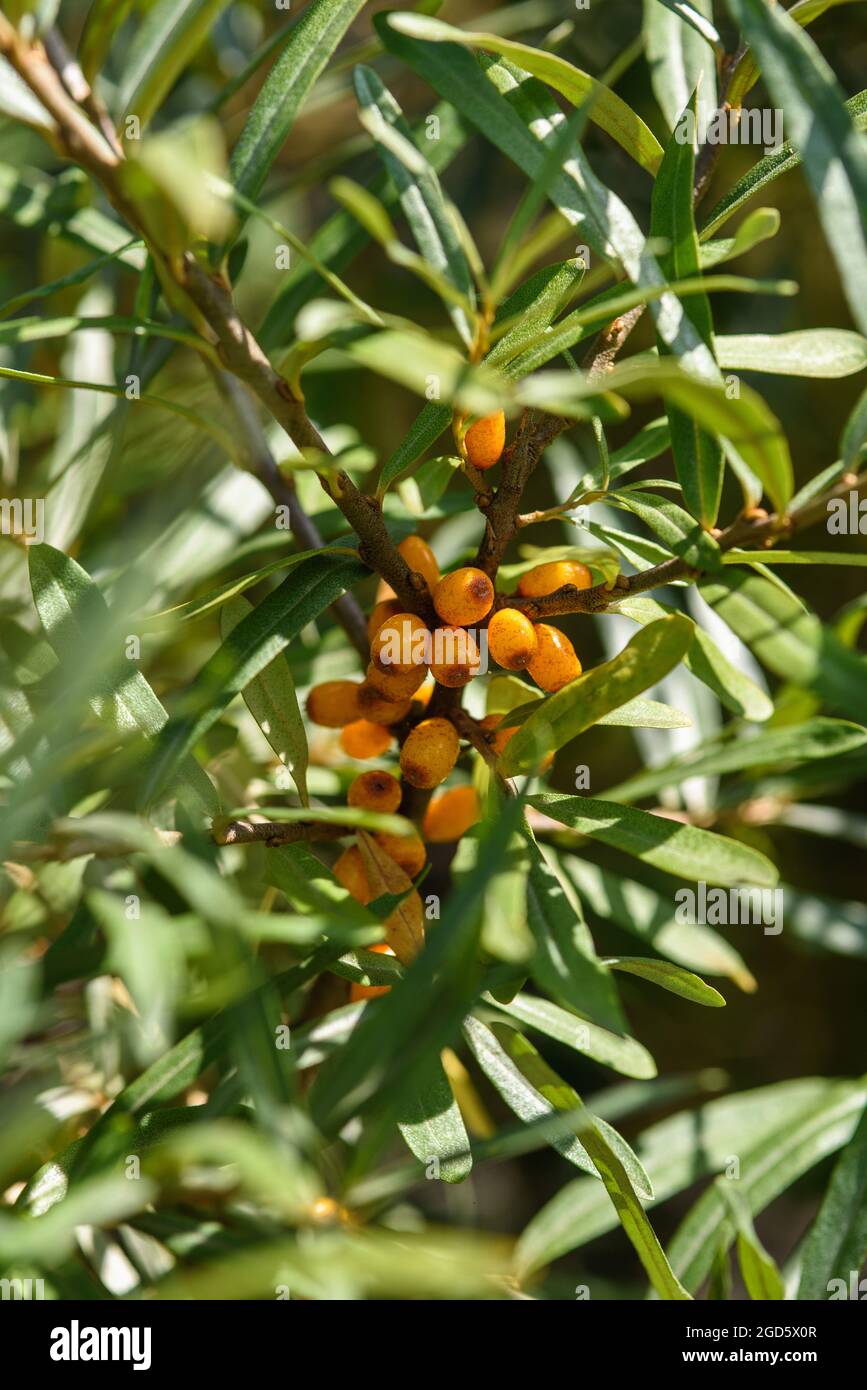 Fruits of ripe, oily sea buckthorn on the branches of a bush close-up ...