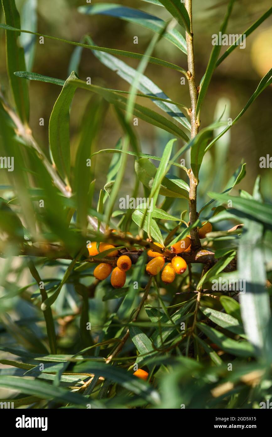 Fruits of ripe, oily sea buckthorn on the branches of a bush close-up ...