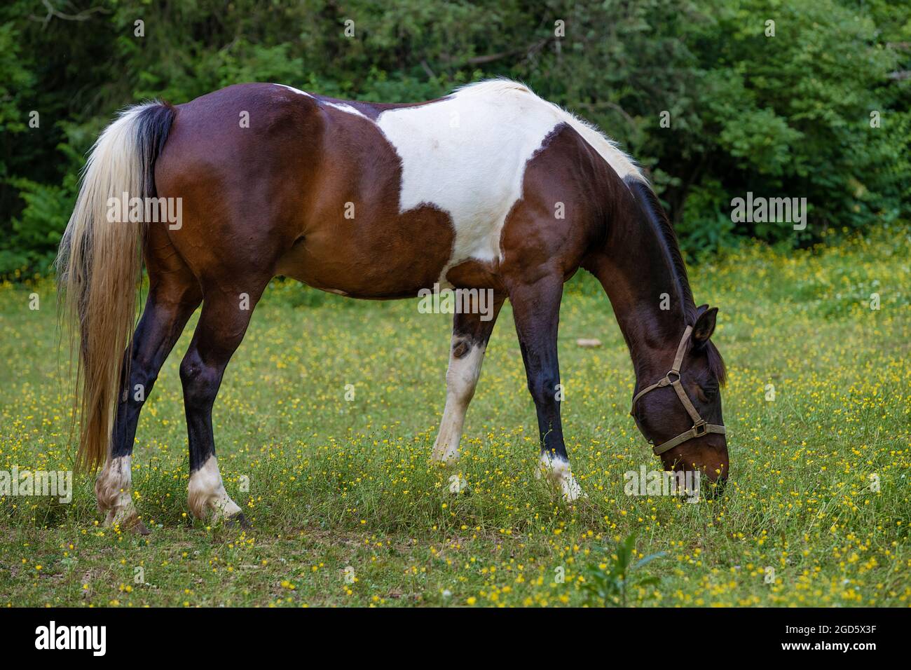 A horse grazed in a shaded spring pasture Stock Photo - Alamy