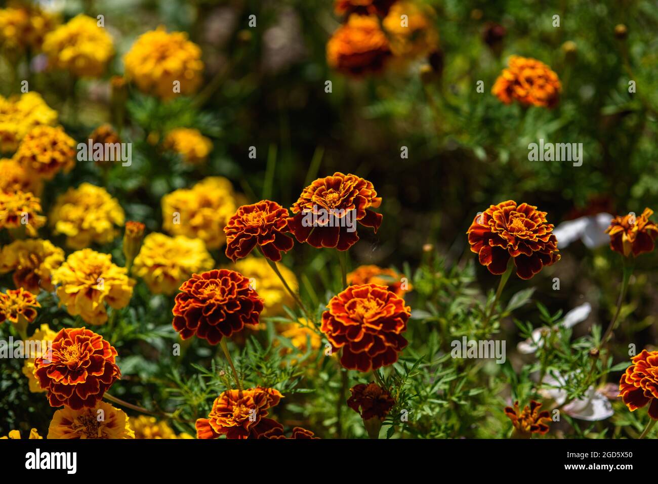 Marigolds close-up on a flower bed in the garden in the light of the ...