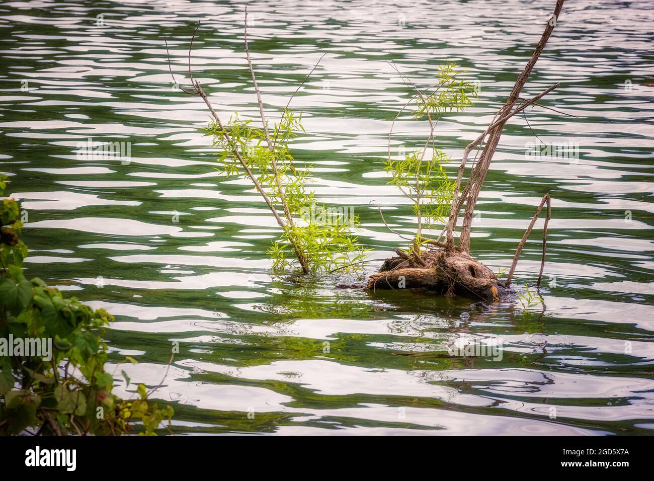 New growth on a section of tree roots floating in the lake Stock Photo ...