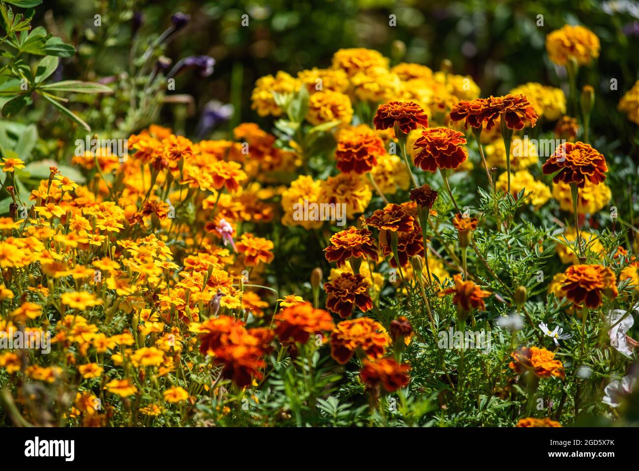 Marigold flower field sun light hi-res stock photography and images - Alamy
