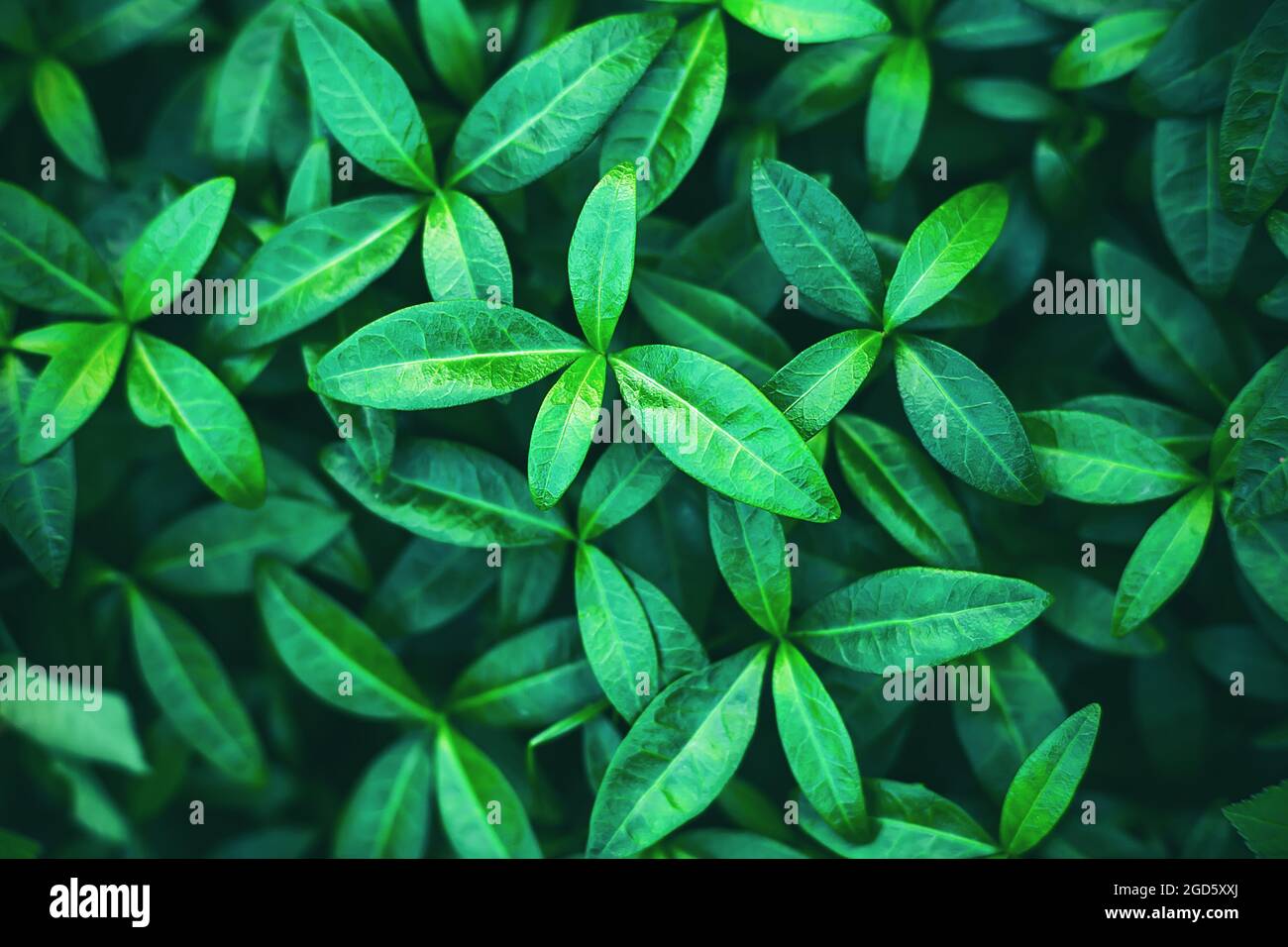 Dark green shiny leaves hi-res stock photography and images - Alamy