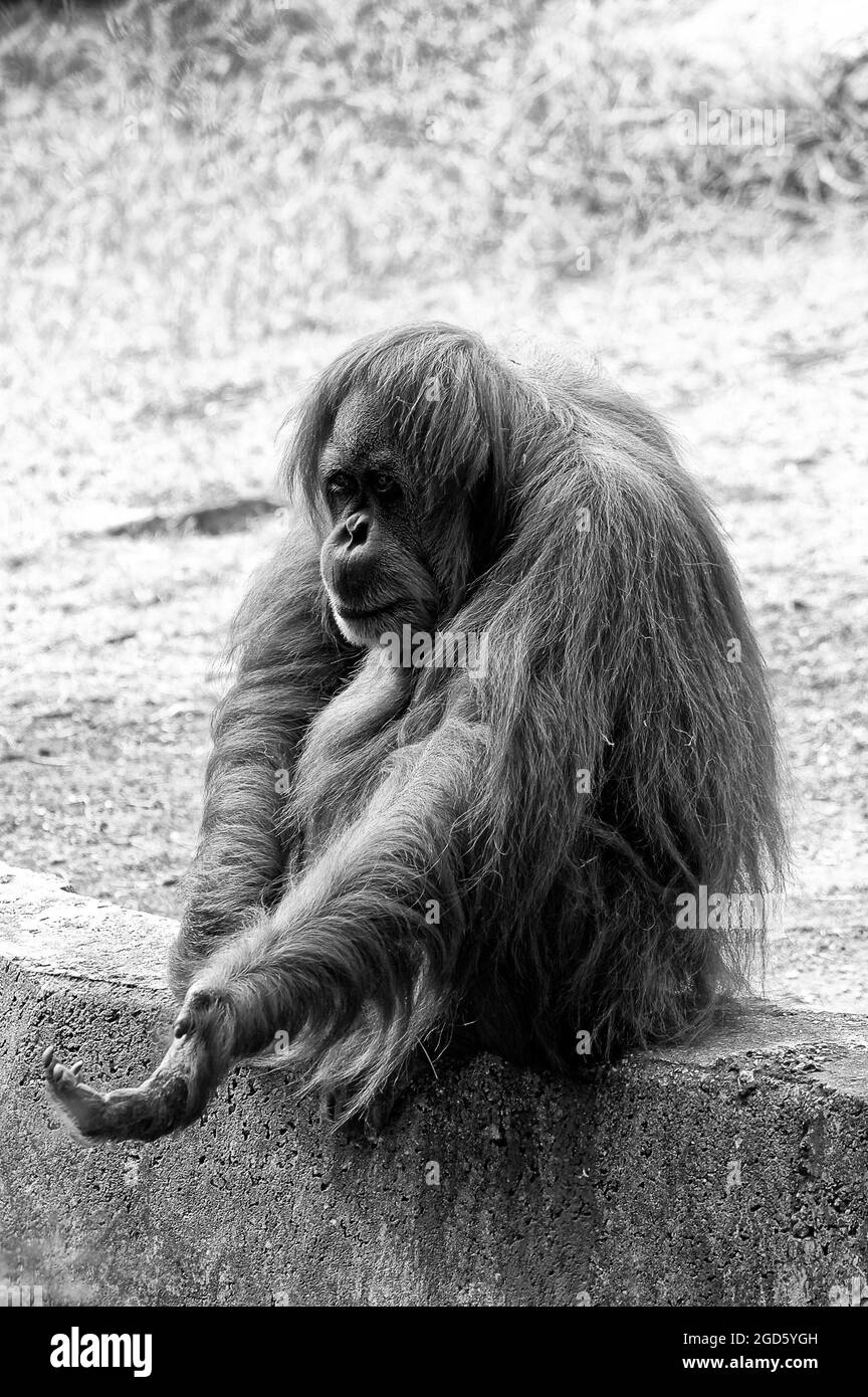 1 orangutan Black and White Stock Photos & Images - Alamy