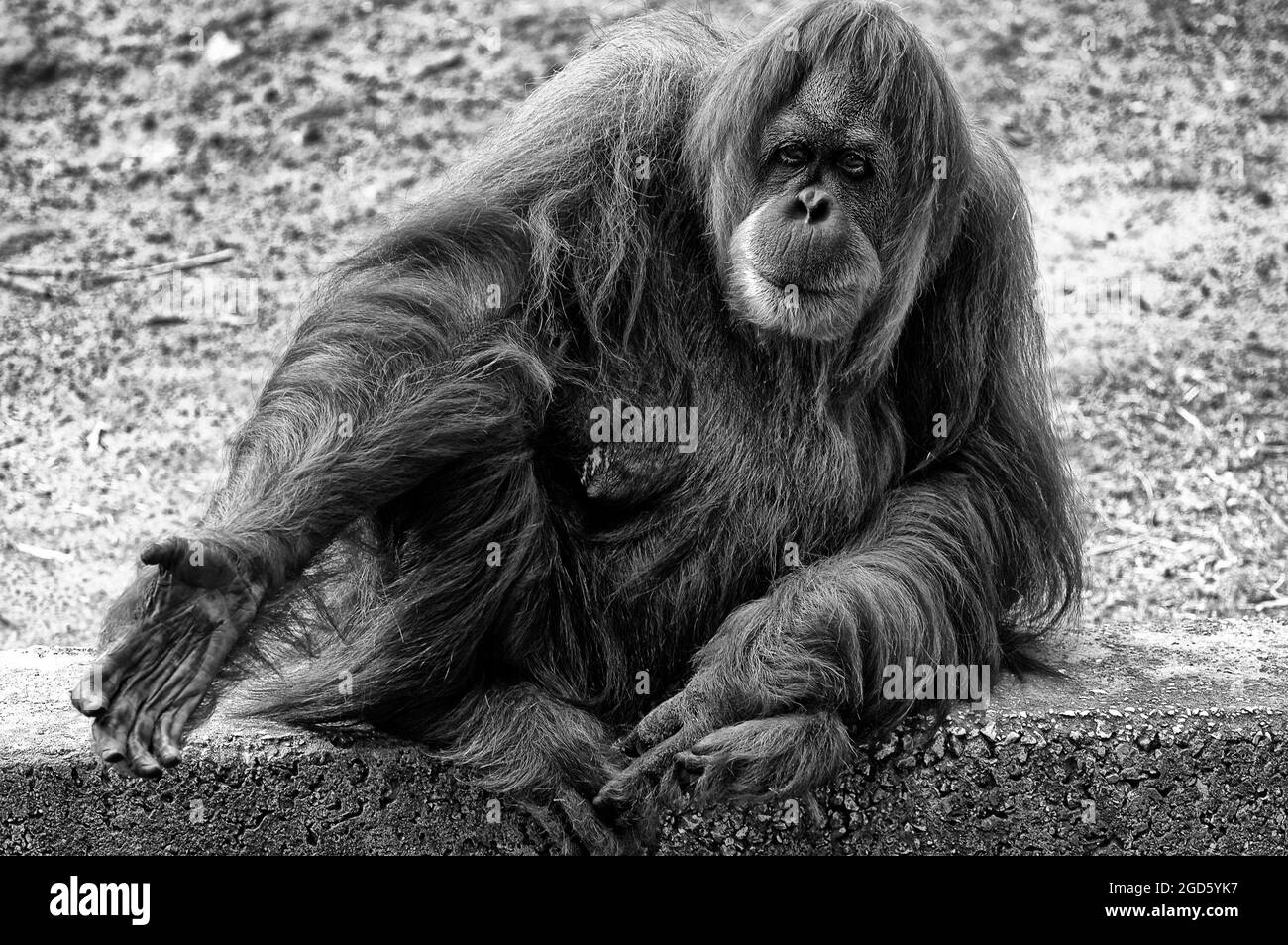 1 orangutan Black and White Stock Photos & Images - Alamy