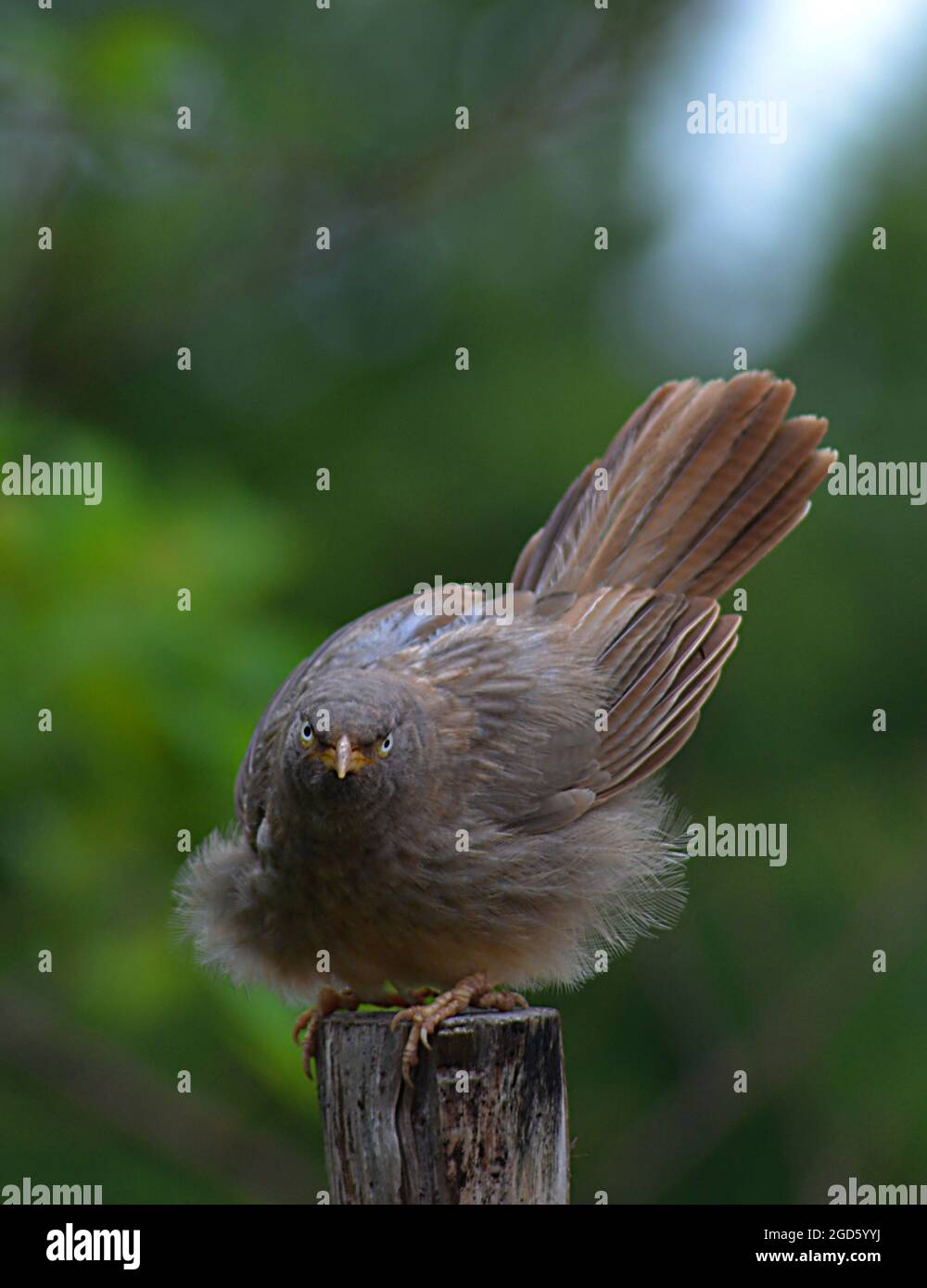 Angry looking bird hi-res stock photography and images - Alamy