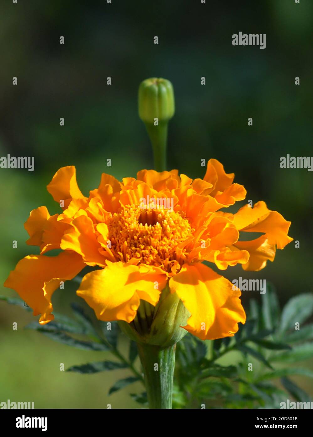 A single marigold flower and bud/Garden Stock Photo - Alamy