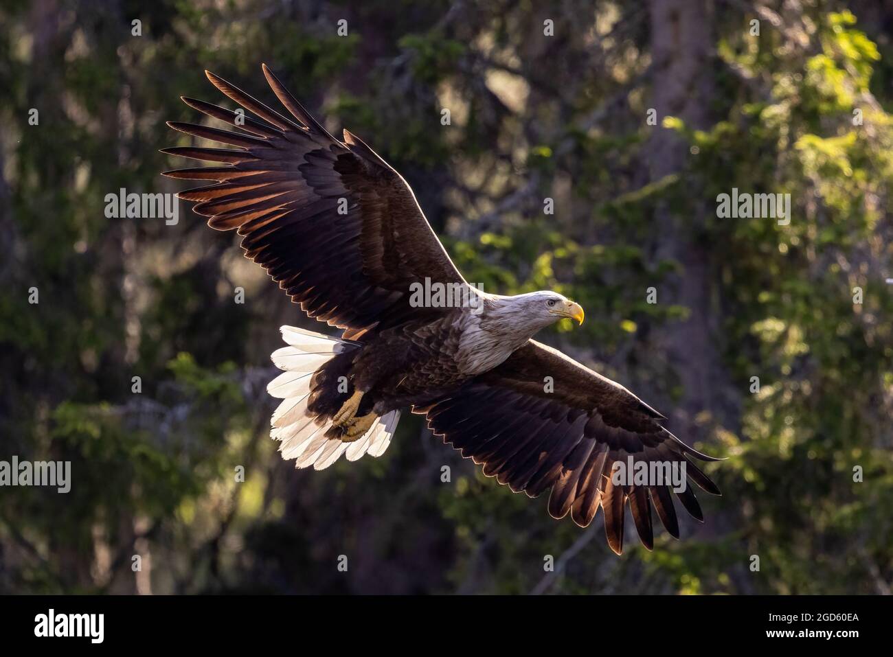 White tailed eagle fly hi-res stock photography and images - Alamy