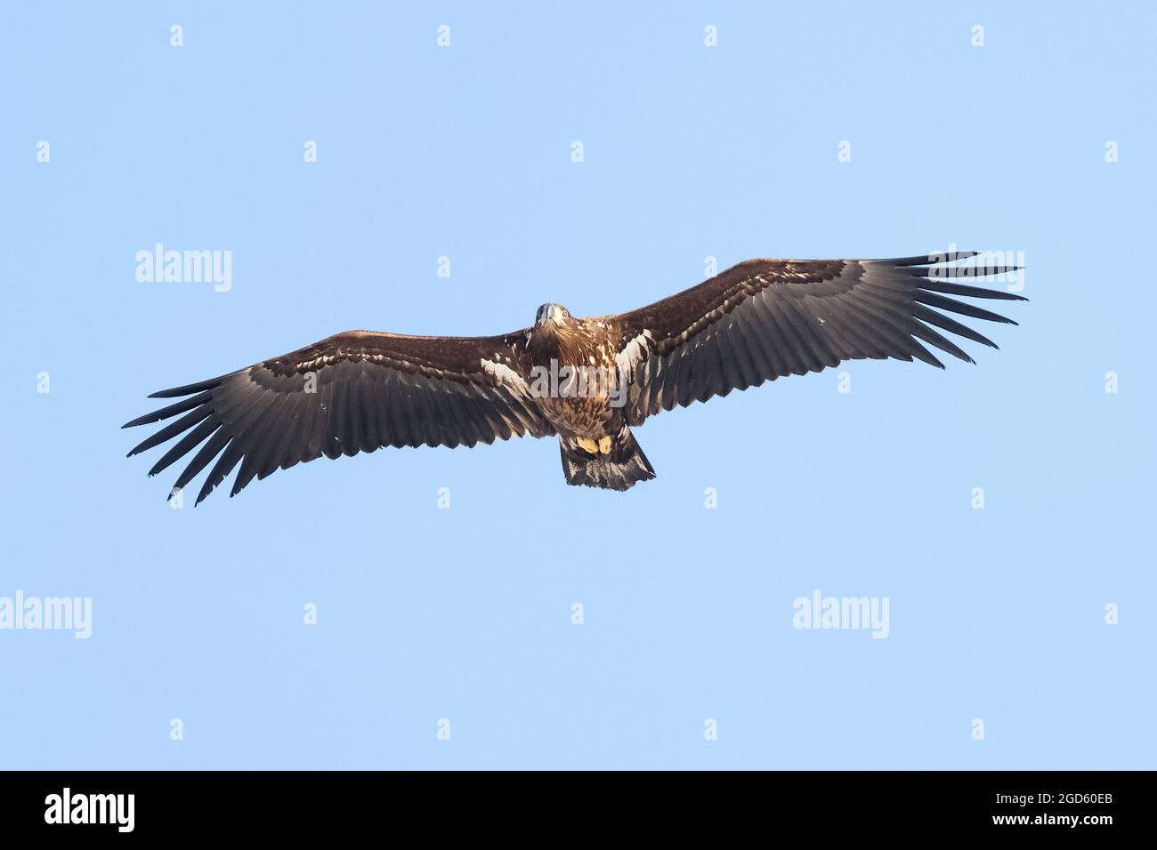 White tailed eagle fly hi-res stock photography and images - Alamy