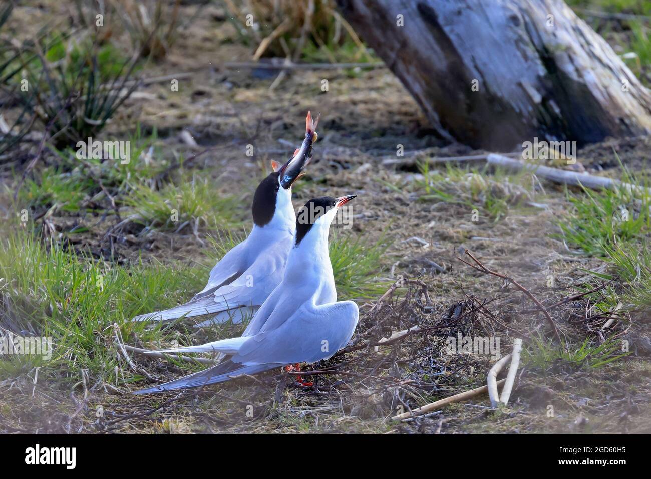 Tern eating hi-res stock photography and images - Alamy