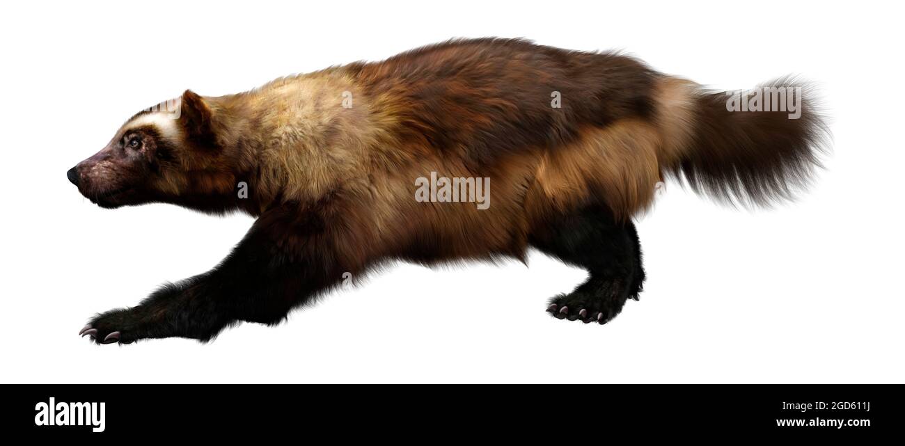 3D rendering of a wolverine isolated on white background Stock Photo ...