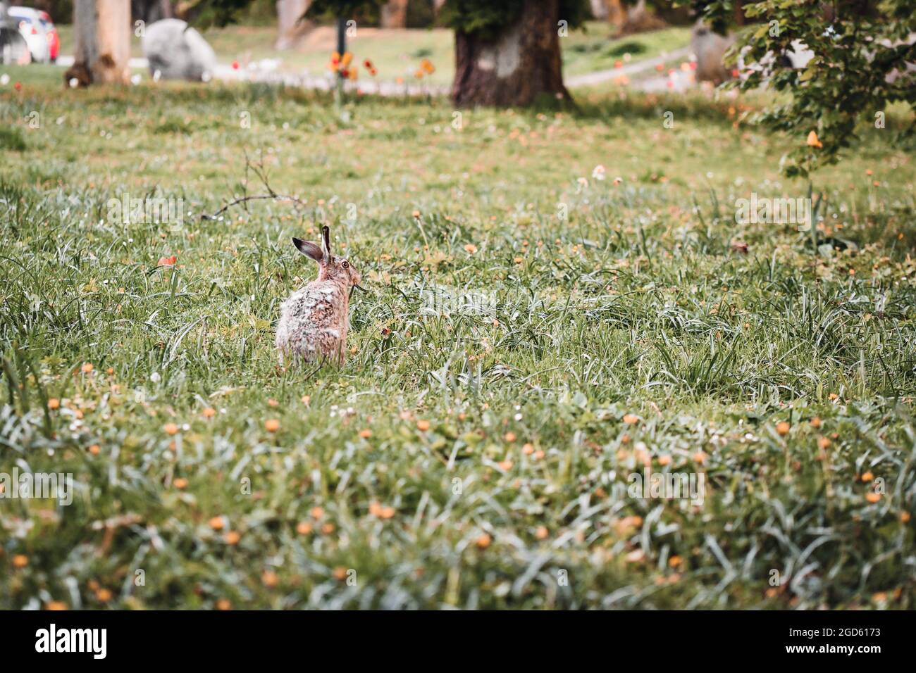 Rabbit park hi-res stock photography and images - Alamy