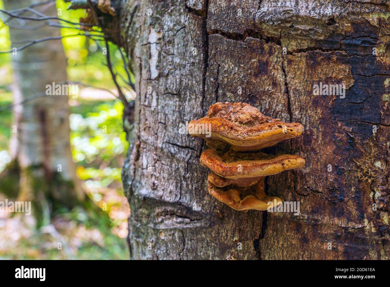 Mushroom parasite on a tree trunk Stock Photo - Alamy