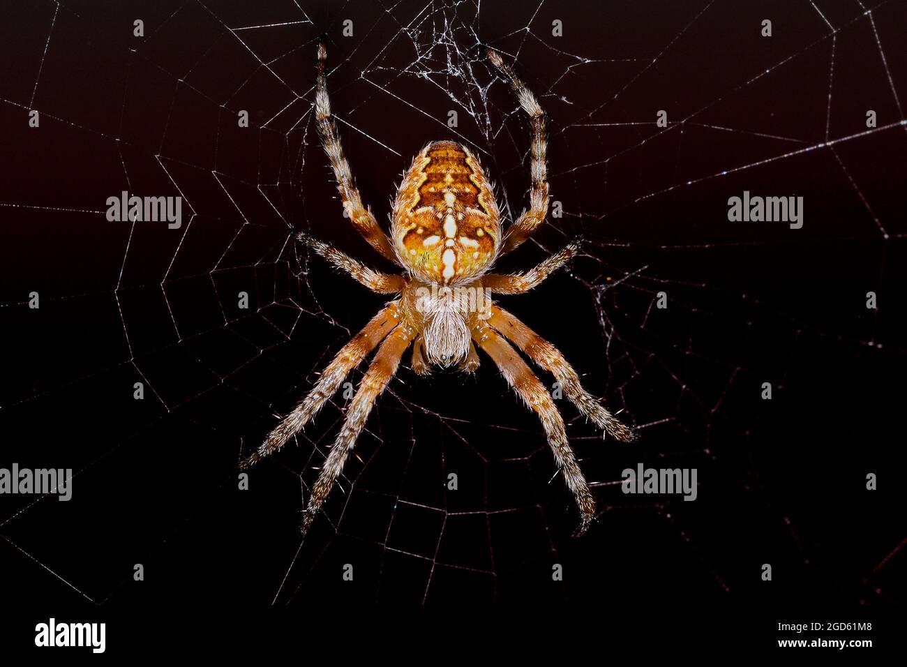 European garden spider Stock Photo - Alamy