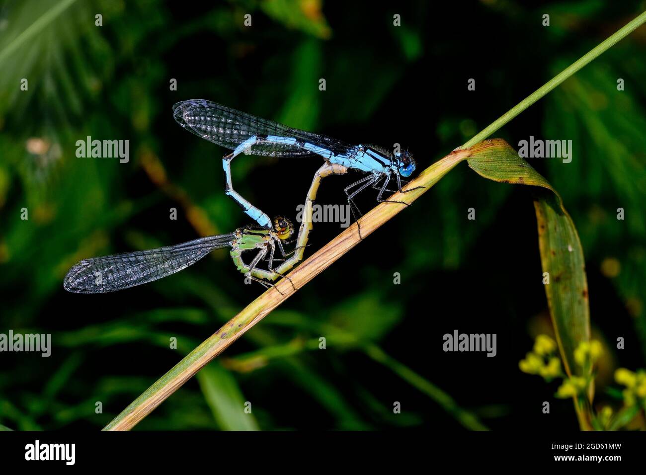 Damselfly habitat hi-res stock photography and images - Alamy