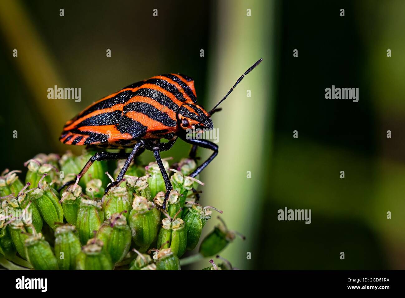 Invertebrate bug hi-res stock photography and images - Alamy
