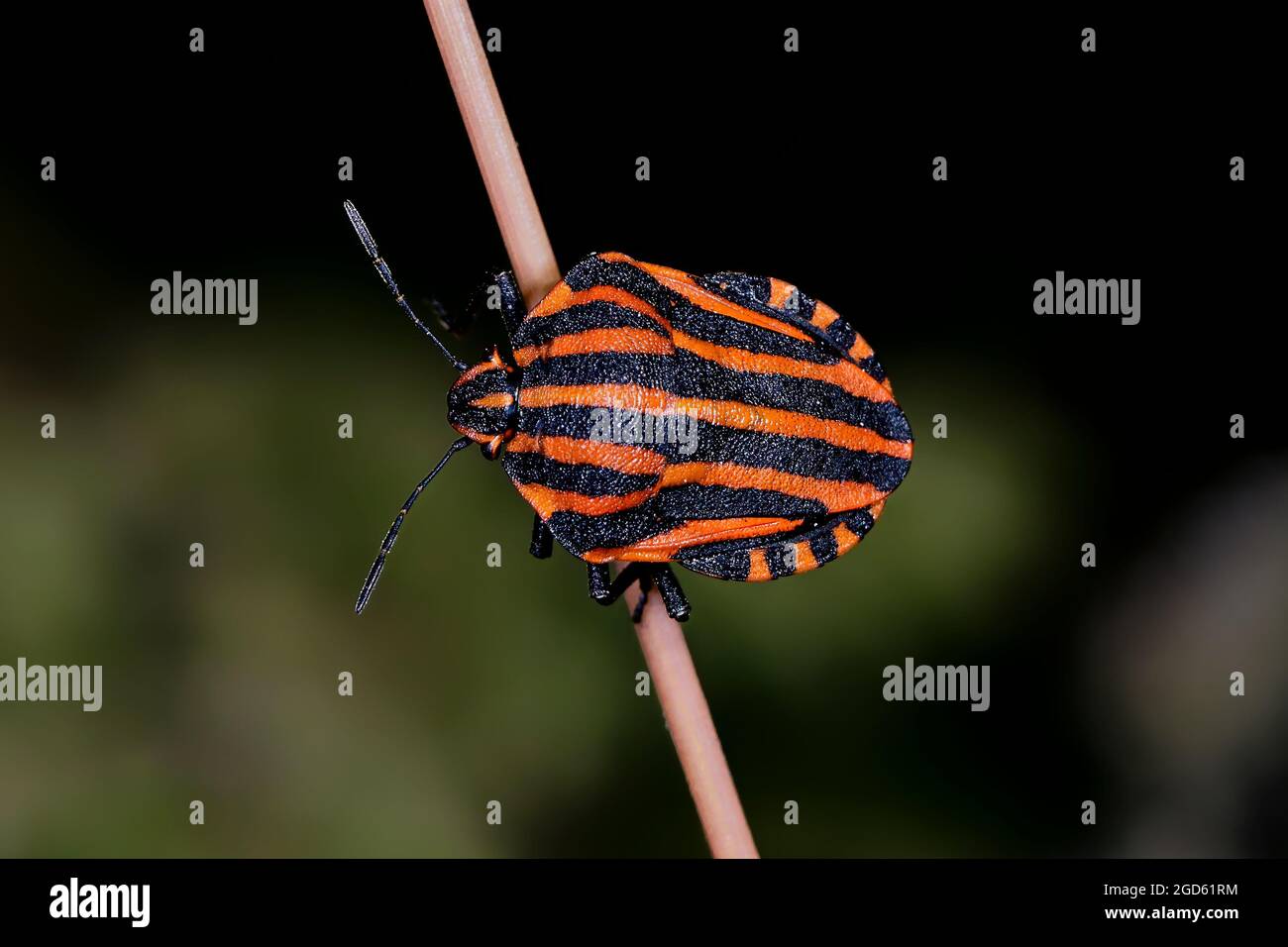 Bug habitat hi-res stock photography and images - Alamy