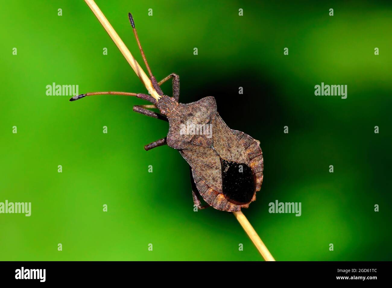 Dock leaf hi-res stock photography and images - Alamy