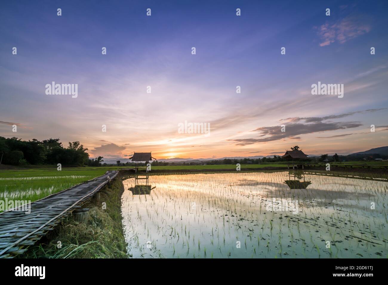 Paddy fild hi-res stock photography and images - Alamy
