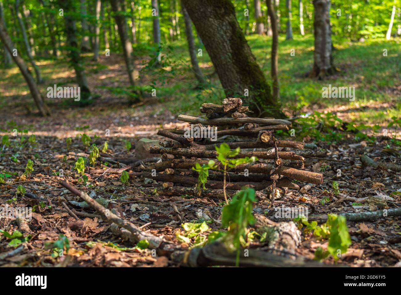Pile of stacked firewood in the forest Stock Photo - Alamy
