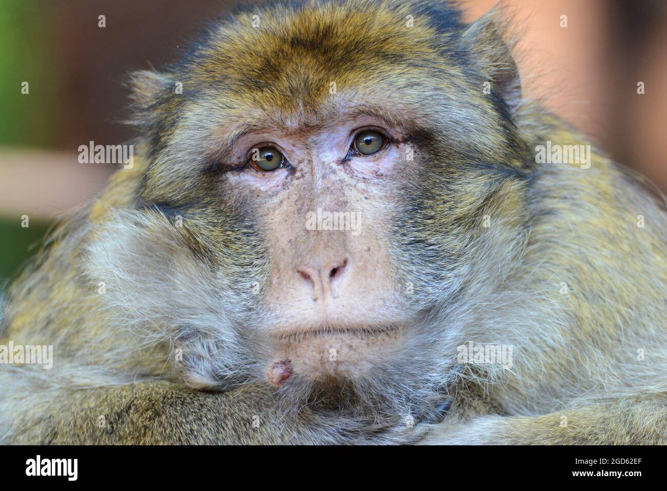 Barbary macaques, wildlife Stock Photo - Alamy