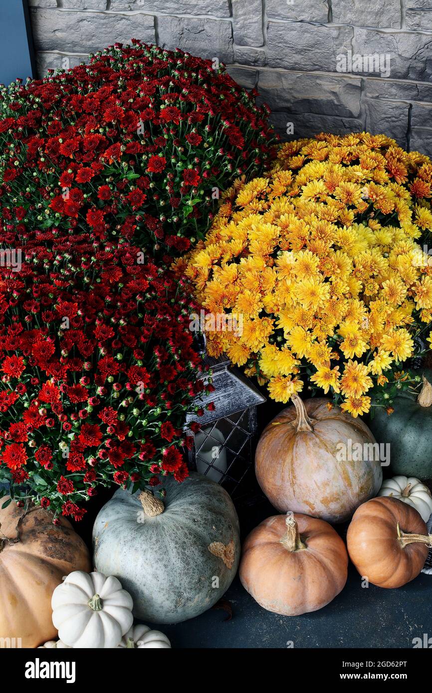 Red and yellow orange mums on a front porch that has been decorated for ...