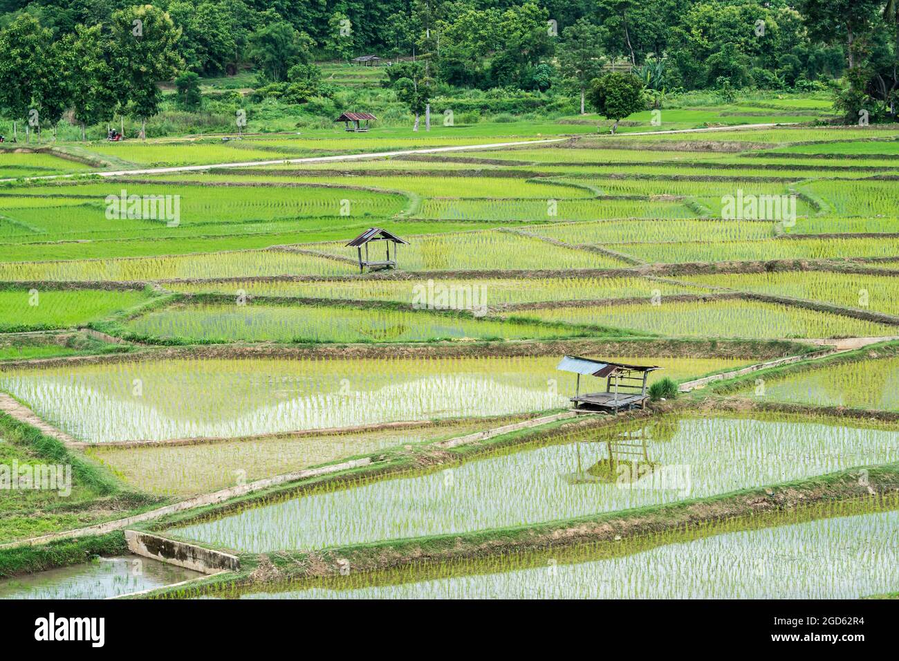 Thai house, rice fields hi-res stock photography and images - Alamy