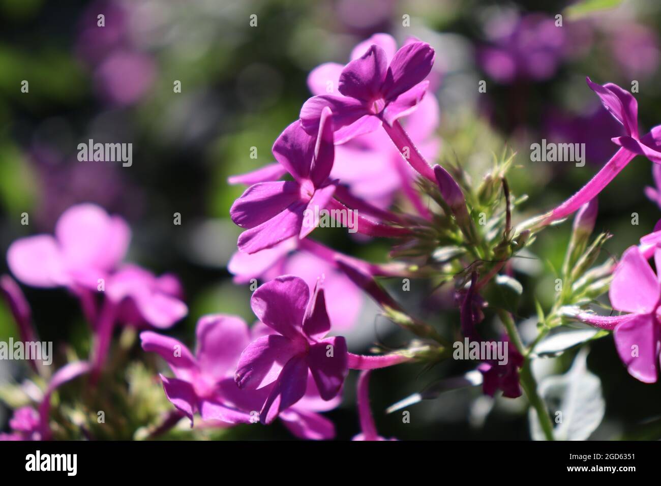 Beautiful shot of purple Phlox flowers blooming in the garden Stock ...