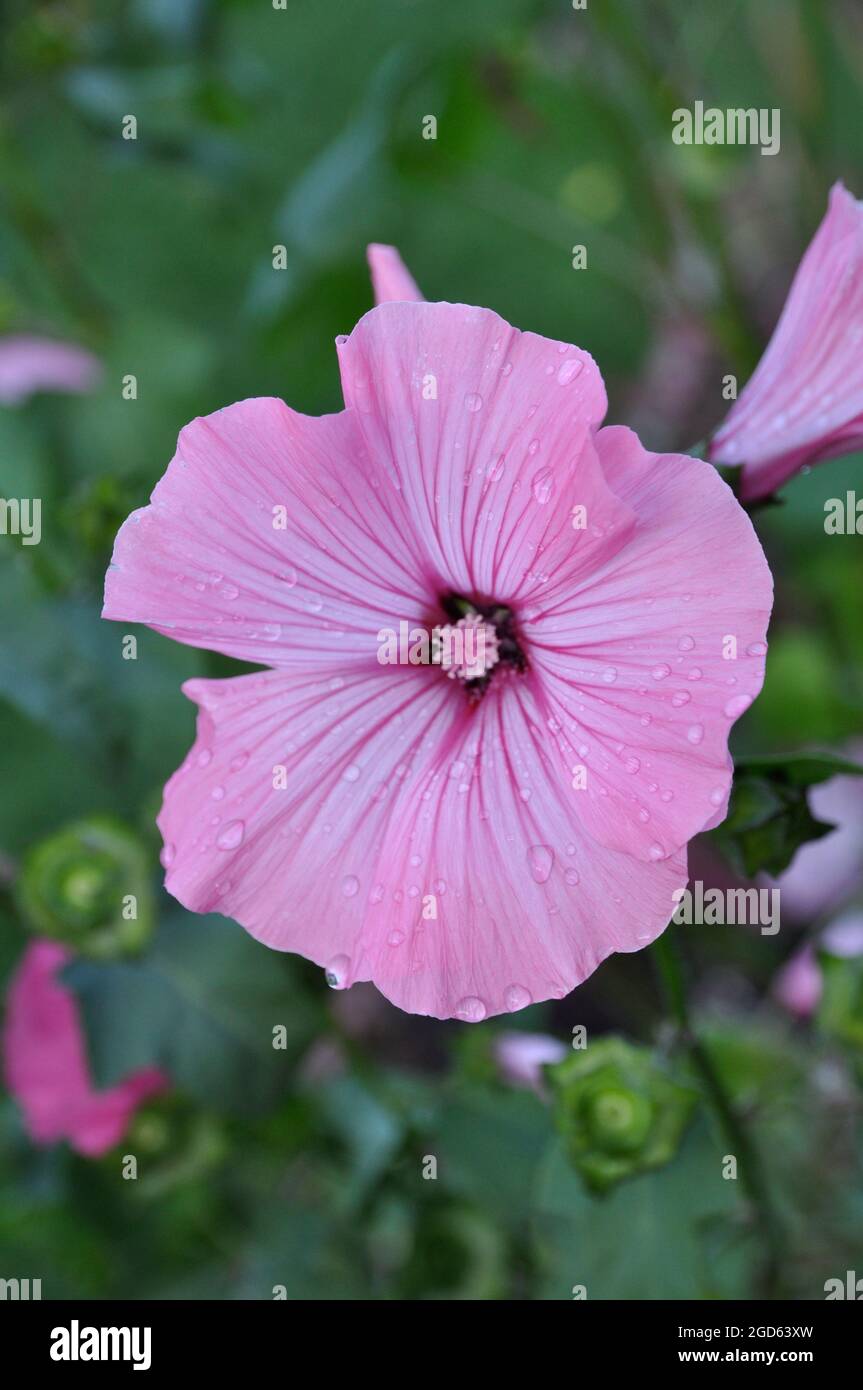 Botanical gardens of St. Albert Stock Photo - Alamy