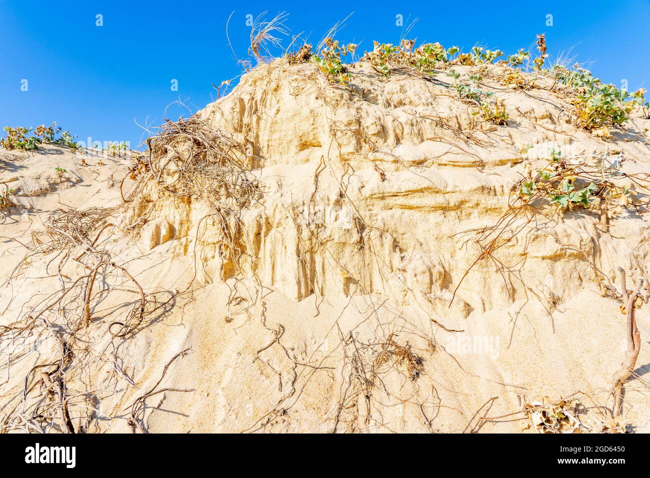 Dried roots on the sandy beach. Tree roots on a cut of land. Desert ...
