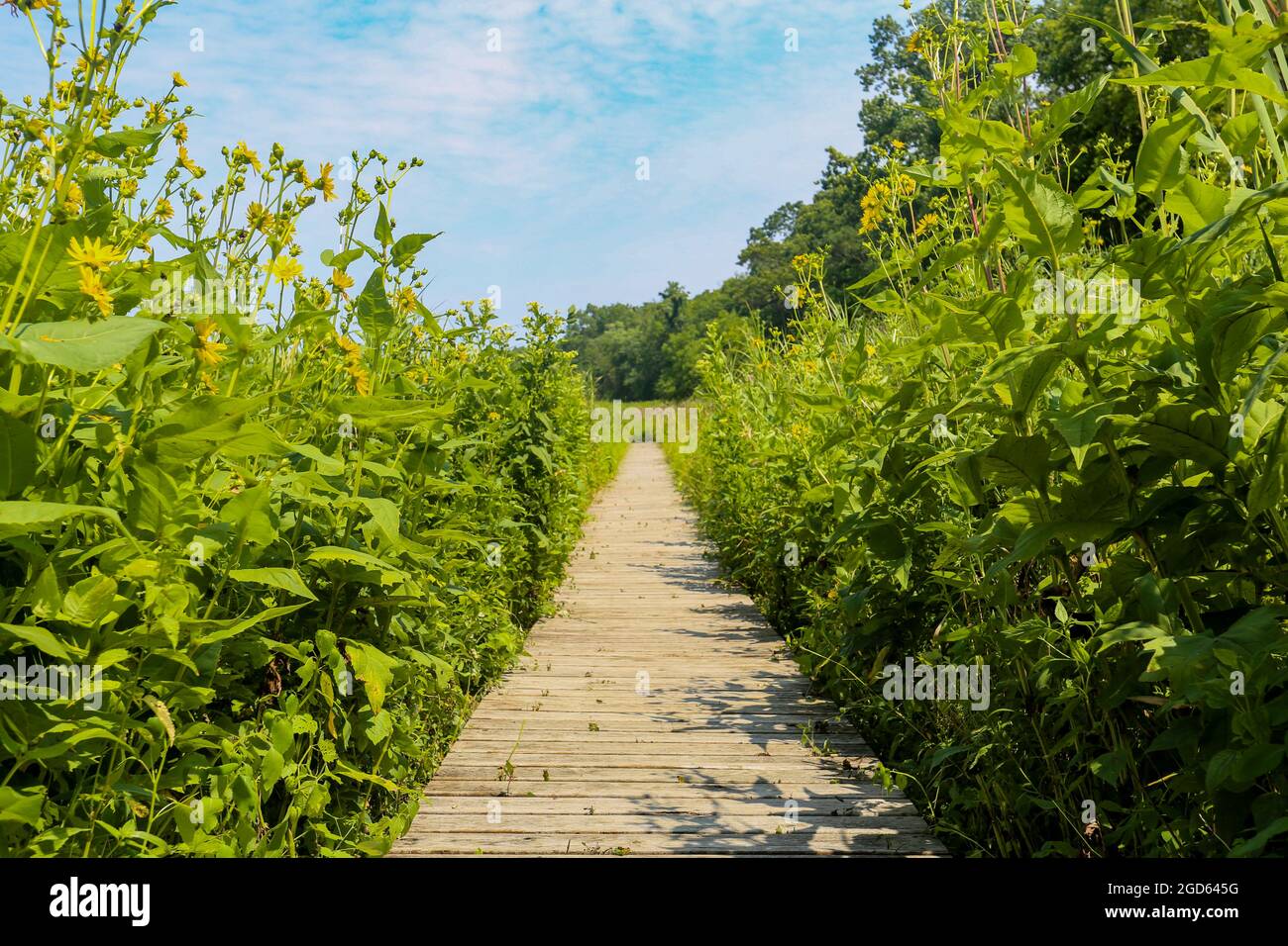 A landscape shot showcasing the natural beauty of Illinois, USA Stock ...