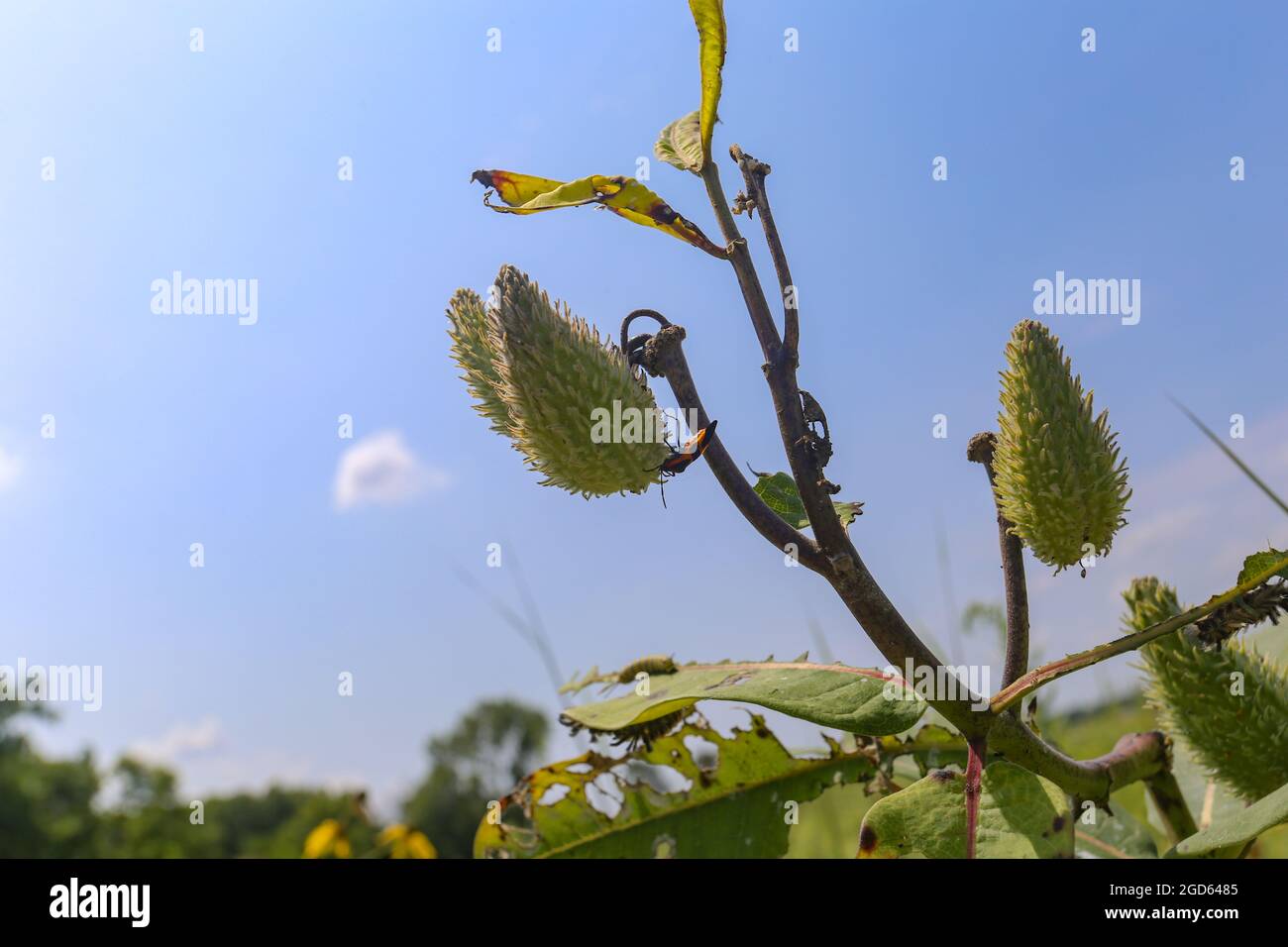 The pods of a milkweed plant Stock Photo - Alamy