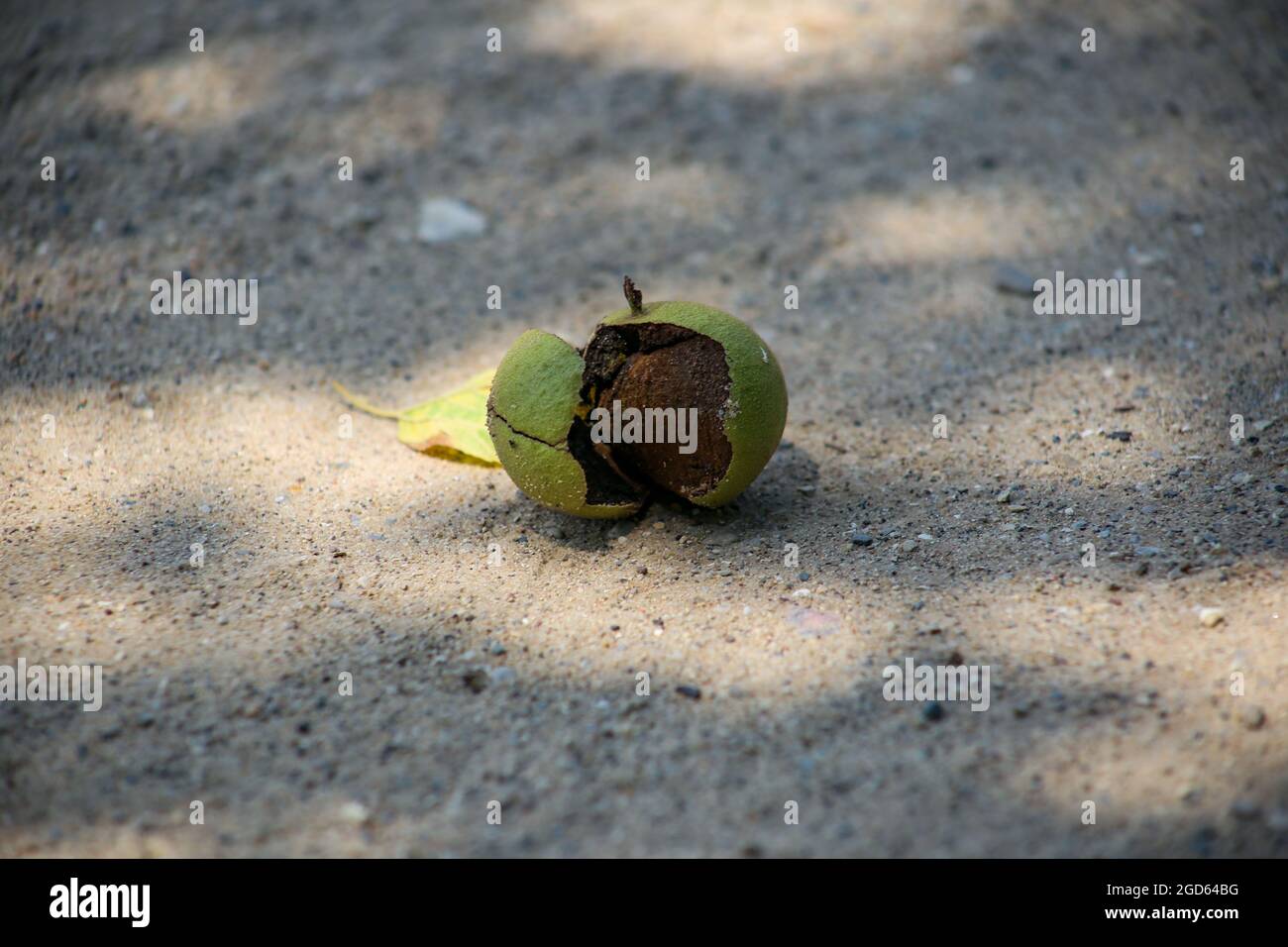A walnut split open on the ground Stock Photo - Alamy