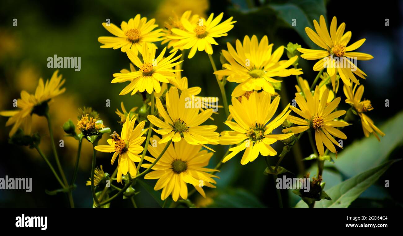 A cluster of yellow flowers Stock Photo - Alamy