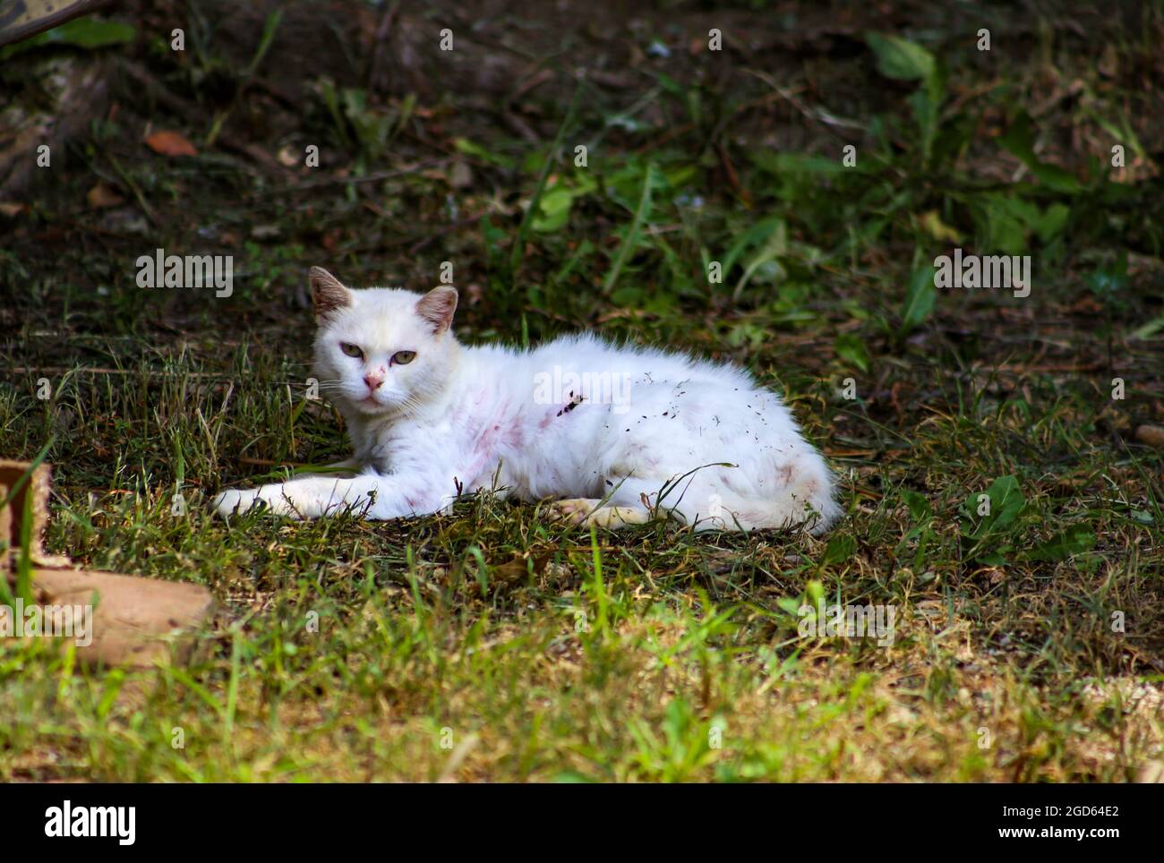 A stray cat in the woods Stock Photo - Alamy