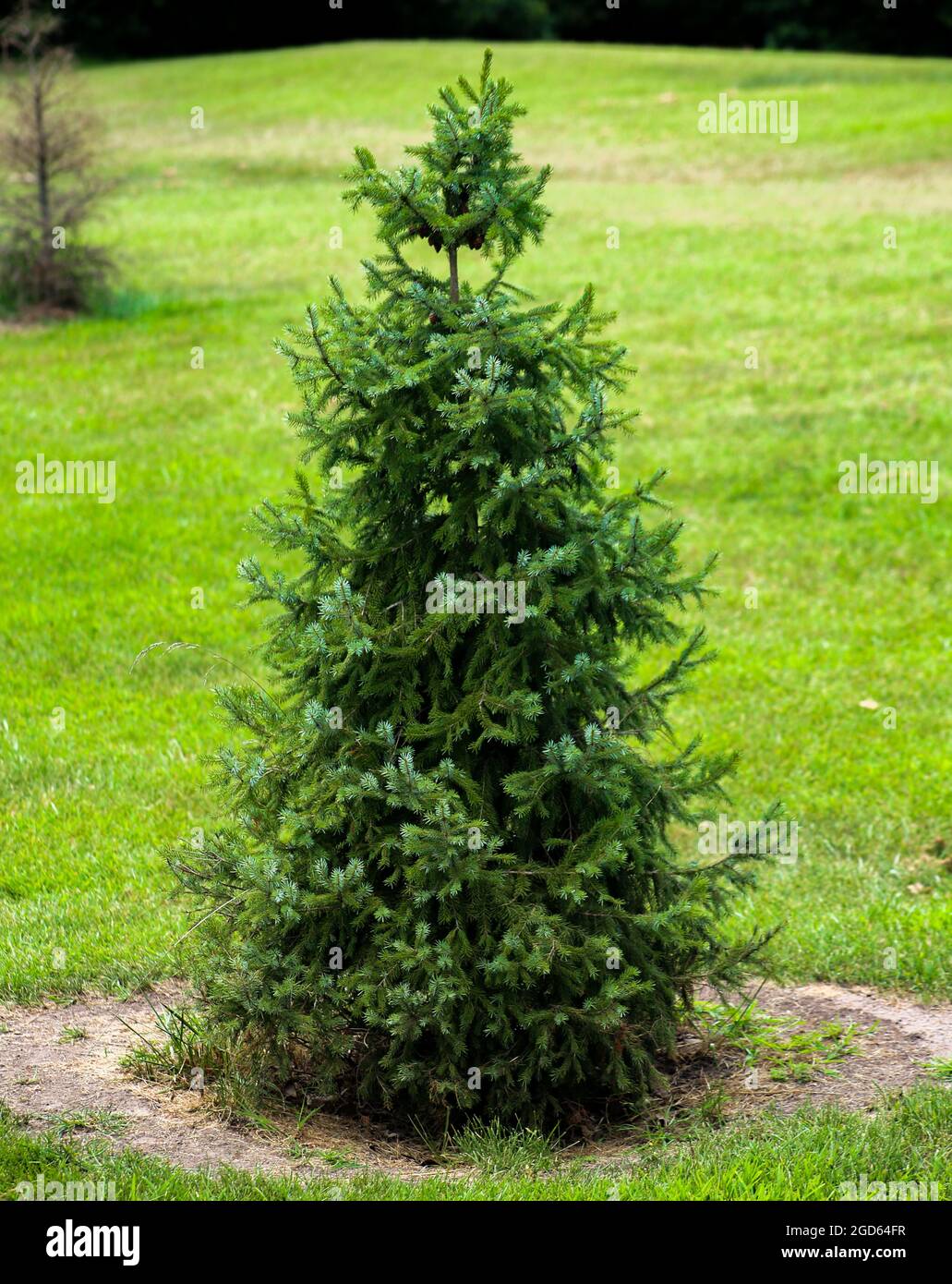 Young evergreen tree hi-res stock photography and images - Alamy
